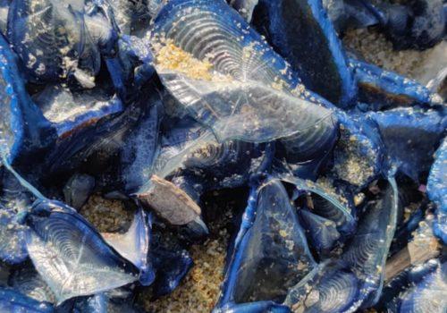 Biolit – Les observateurs du littoral