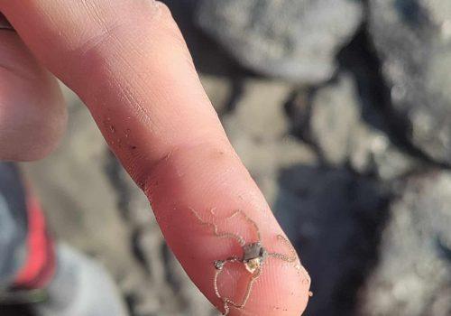 Biolit – Les observateurs du littoral